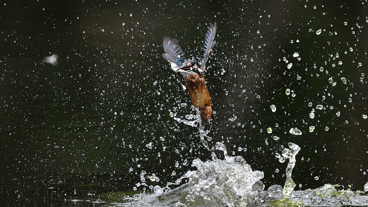 長男坊_お魚GET_03JUL16 | GANREF
