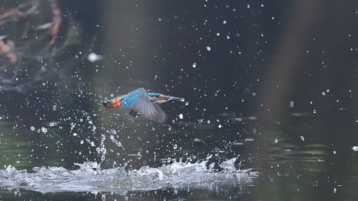 お魚GET_15NOV15 | GANREF