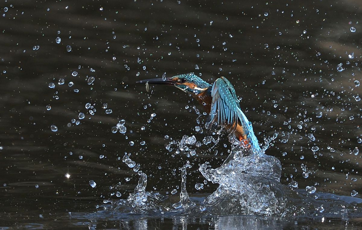 お魚GET_06NOV16 | GANREF