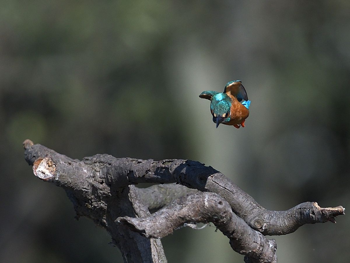 ワープ！！_12NOV16 | GANREF