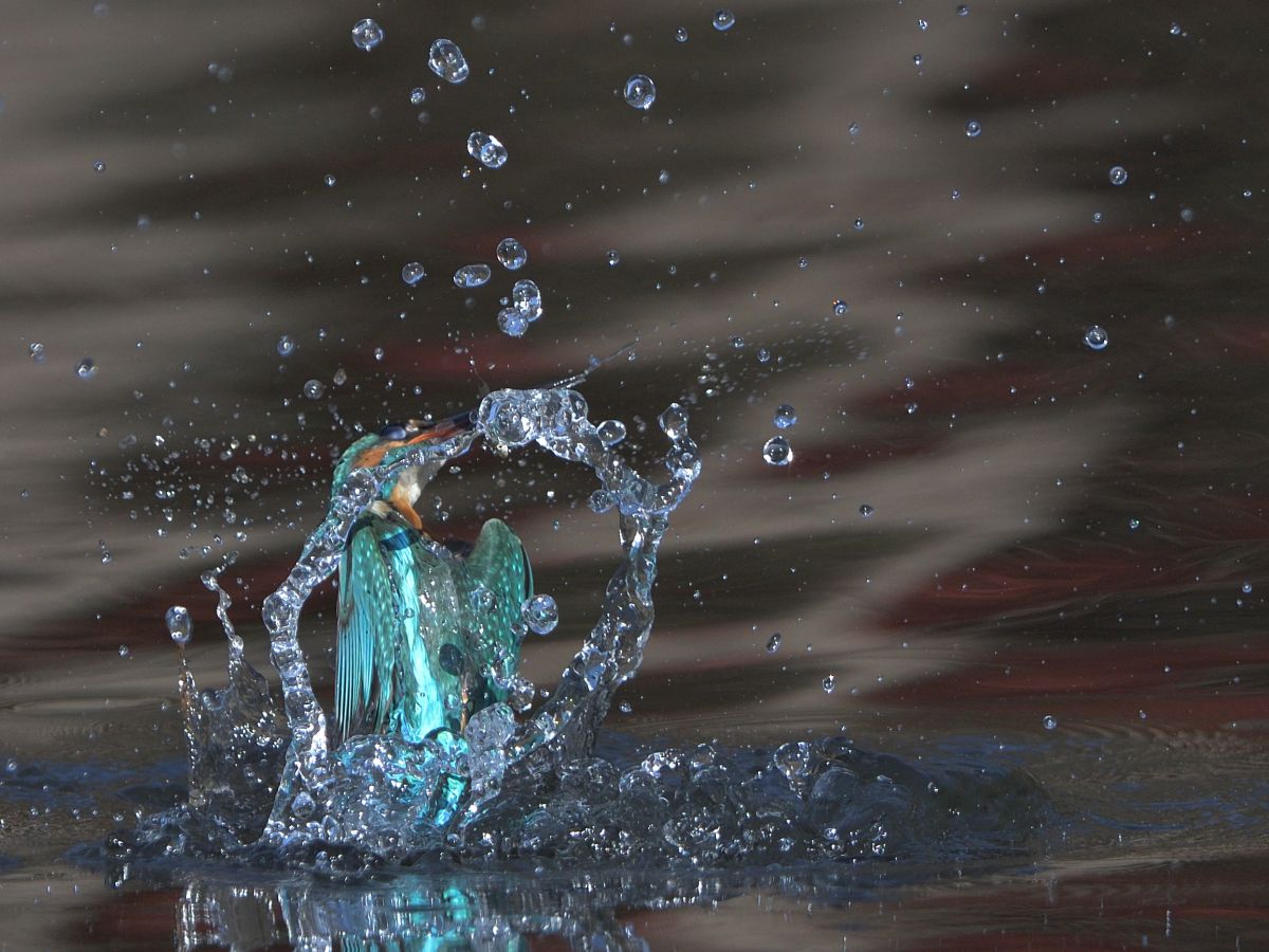 お魚GET _06DEC17 | GANREF