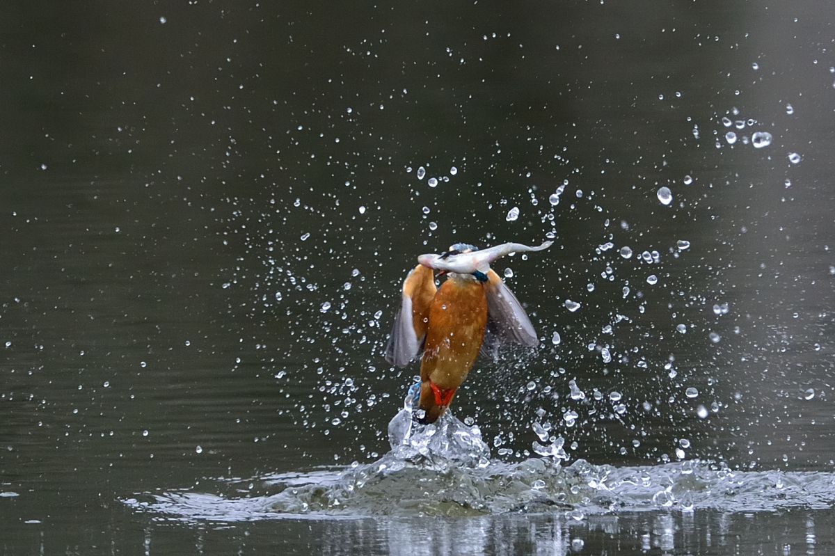 大物GET_03APR16 | GANREF