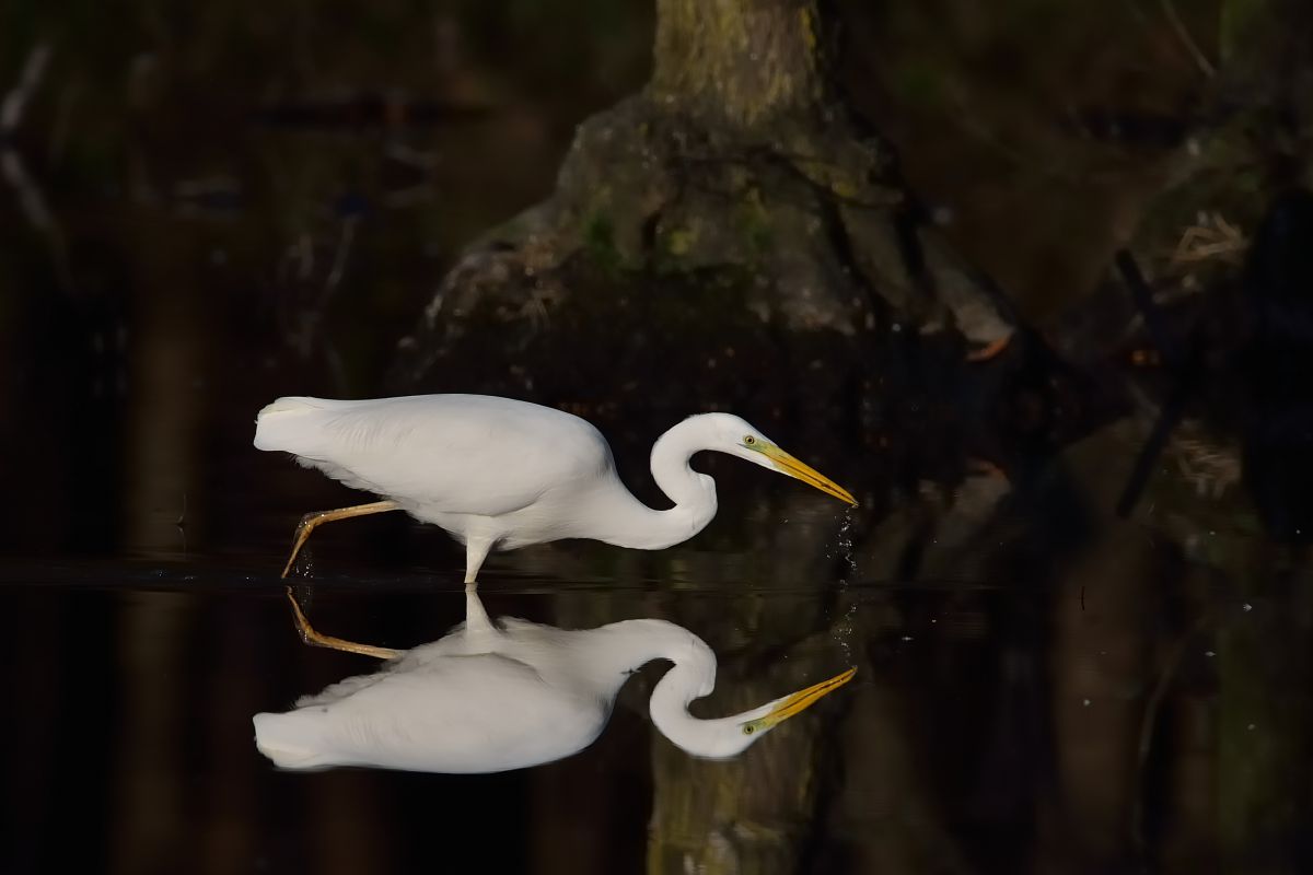 WHITE SYMMETRY | GANREF