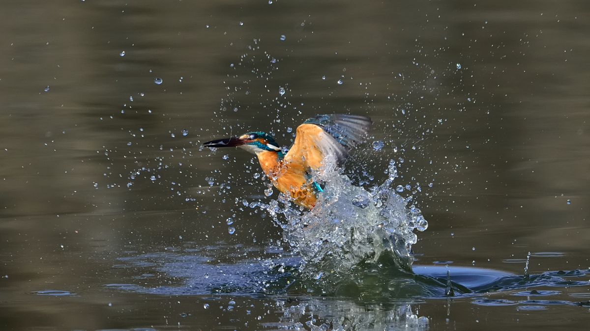 お魚GET_27FEB16 | GANREF