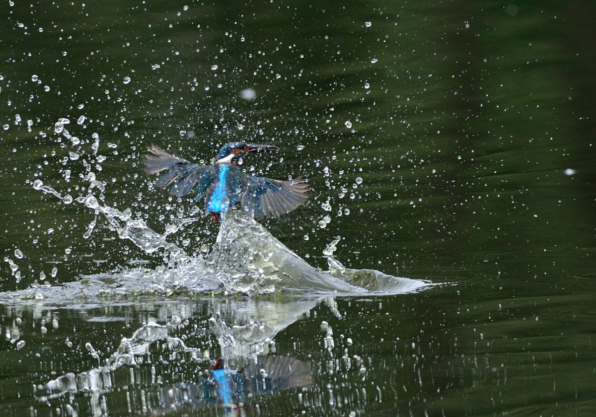 お魚GET_06SEP15 | GANREF