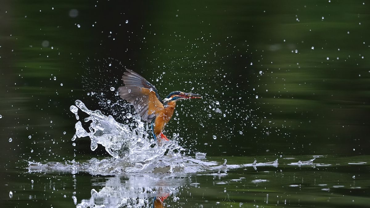 お魚GET♀_24APR16 | GANREF