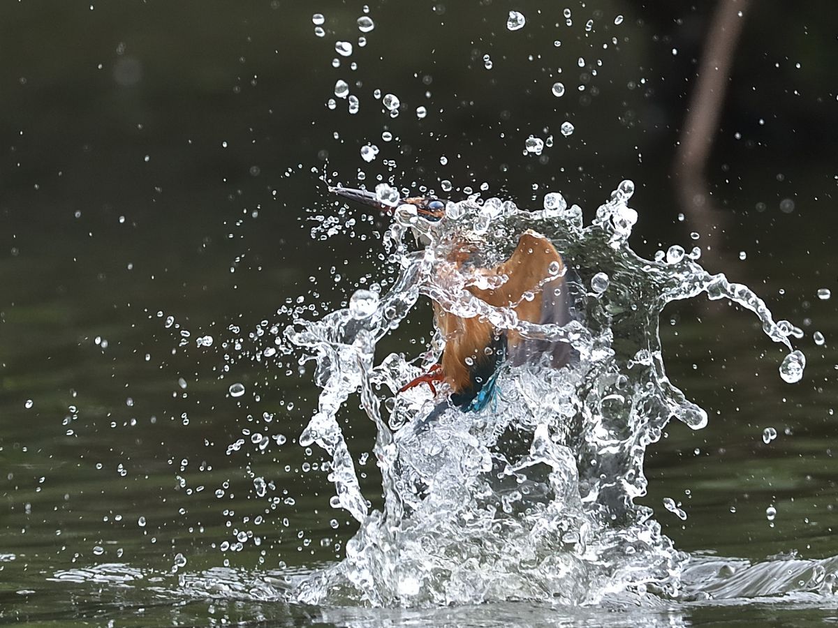 ジャンプ！！_04SEP16 | GANREF