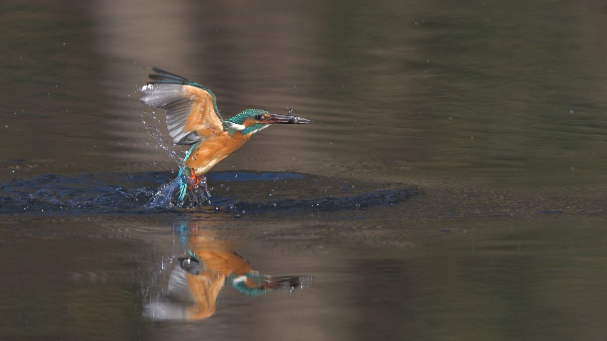 お魚GET_10DEC17_2 | GANREF