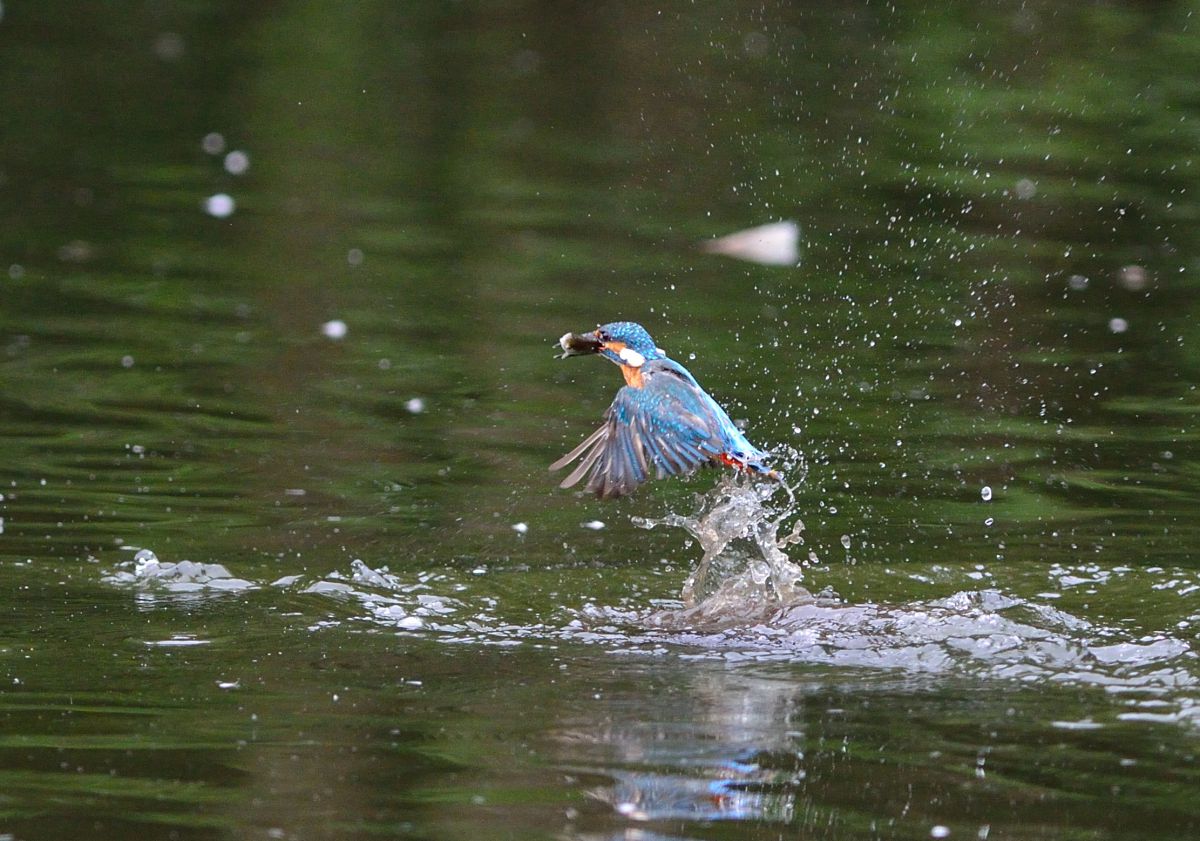 カワセミ_お魚GET_28AUG15 | GANREF