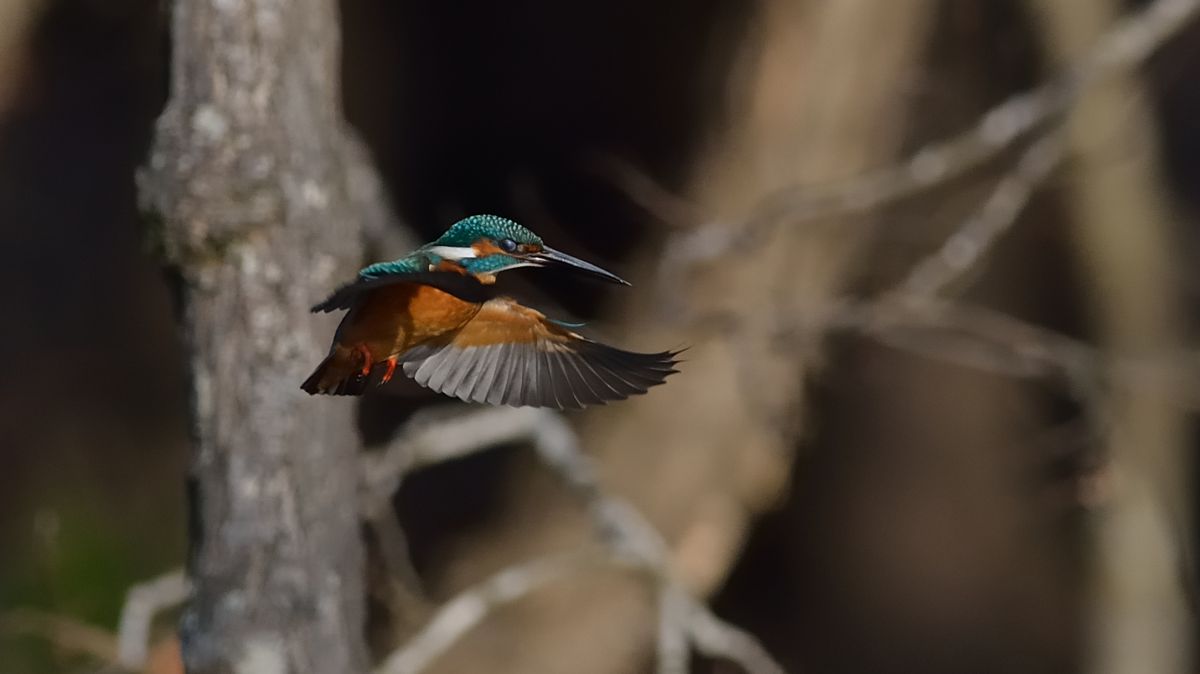 新春ホバリング_04JAN16 | GANREF