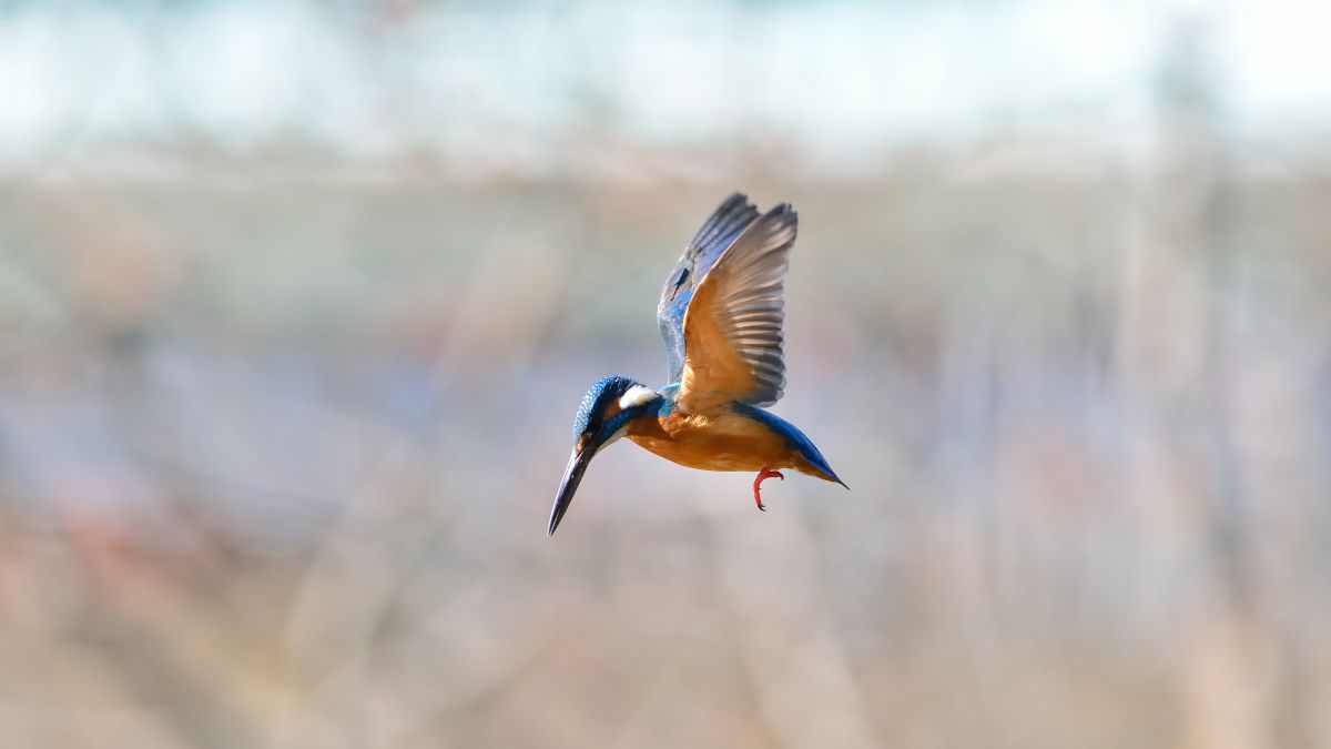 ロックオン_19JAN16 | GANREF