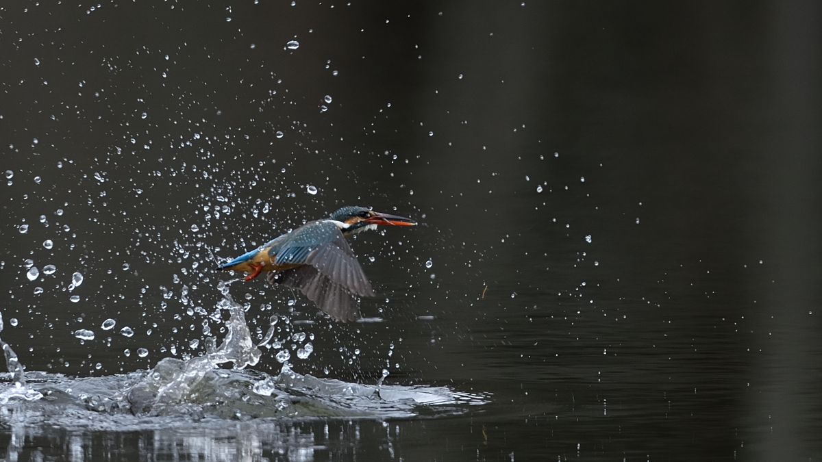 お魚GET♀_13MAR16 | GANREF