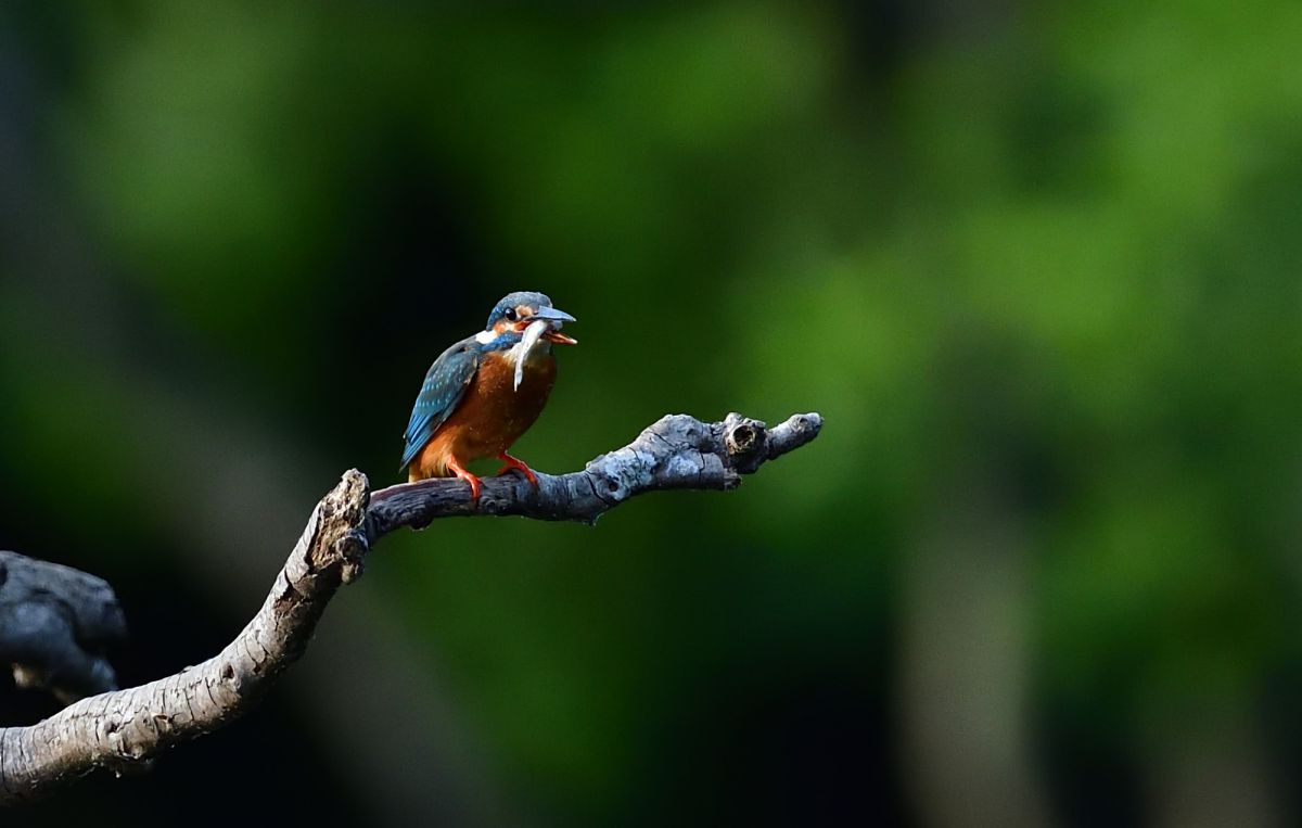 お魚GET_お立ち台_05JUN16 | GANREF