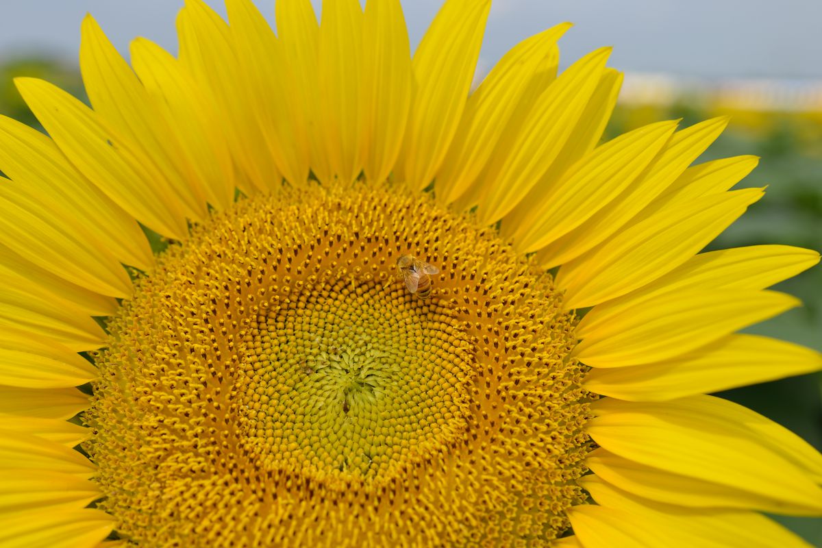 ヒマワリとミツバチ2015(35mm) | GANREF