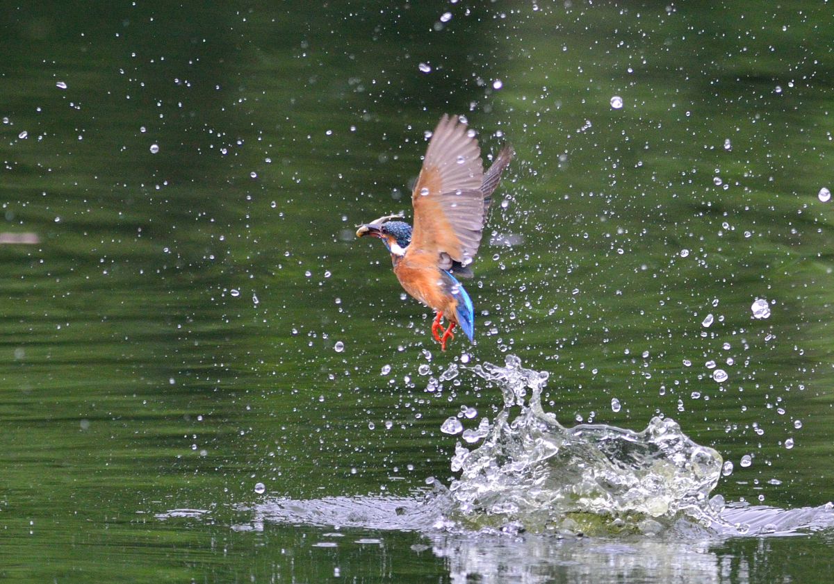 お魚GET_14JUN15 | GANREF