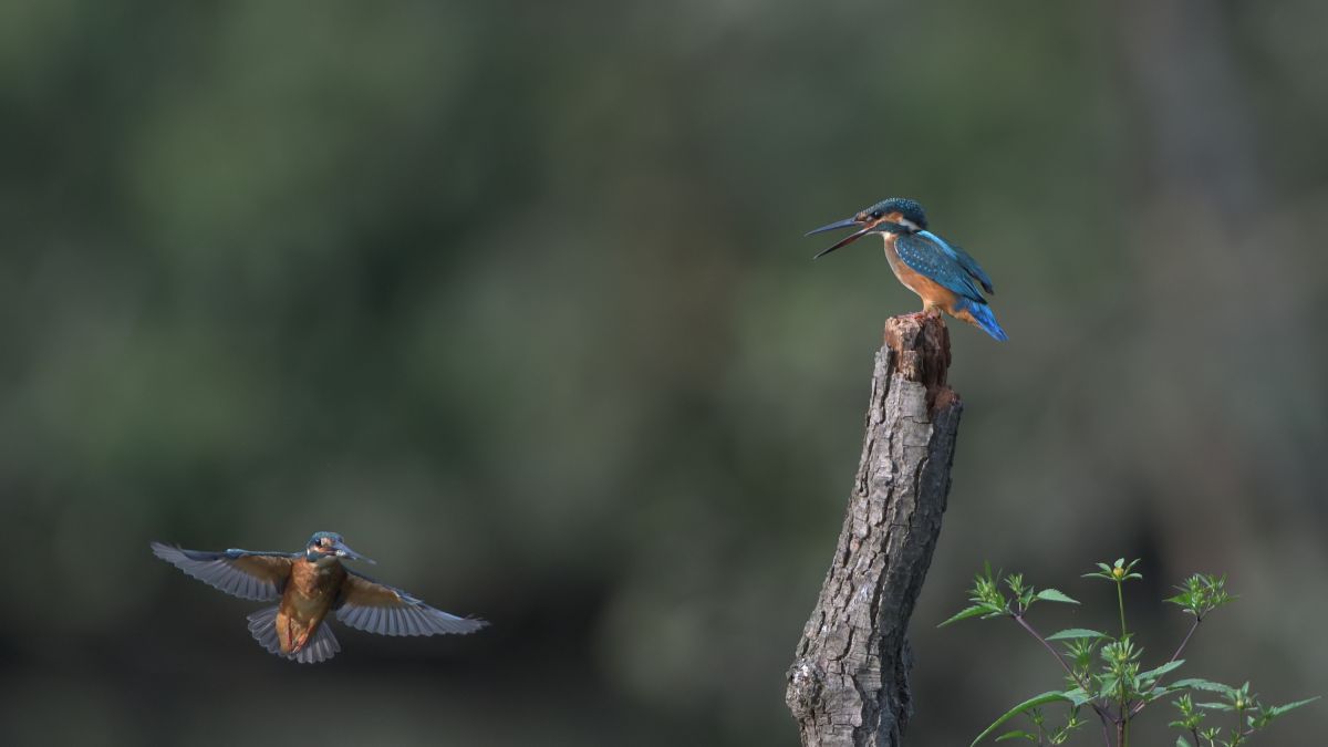 あっち行け～_24SEP17 | GANREF