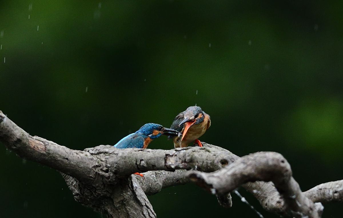 雨の中のプロポーズ_19JUN16 | GANREF