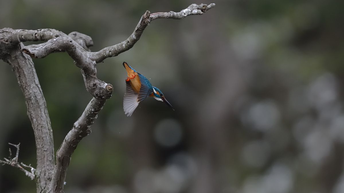 飛び出し_捻りながら_10APR16 | GANREF