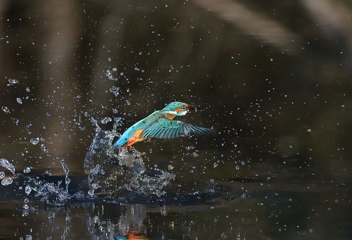 新春_お魚GET_01JAN16 | GANREF