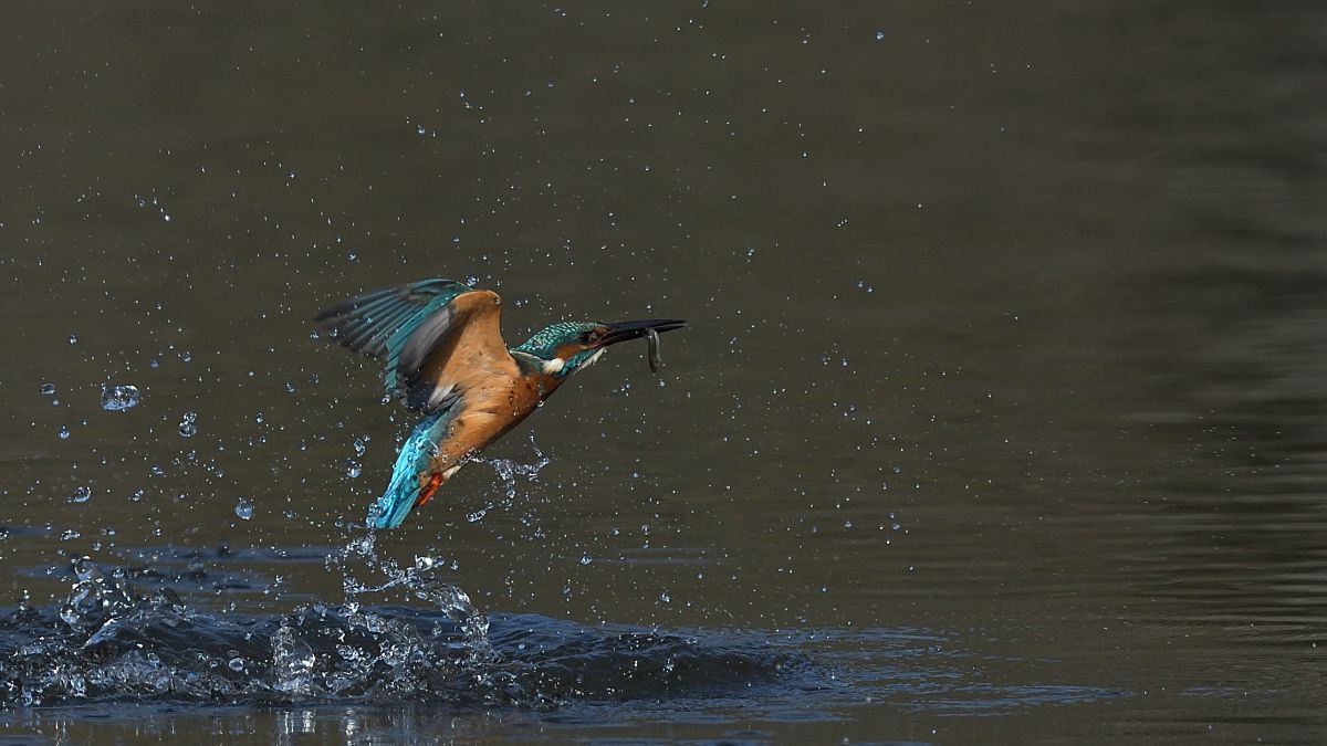 お魚GET3_13NOV16 | GANREF