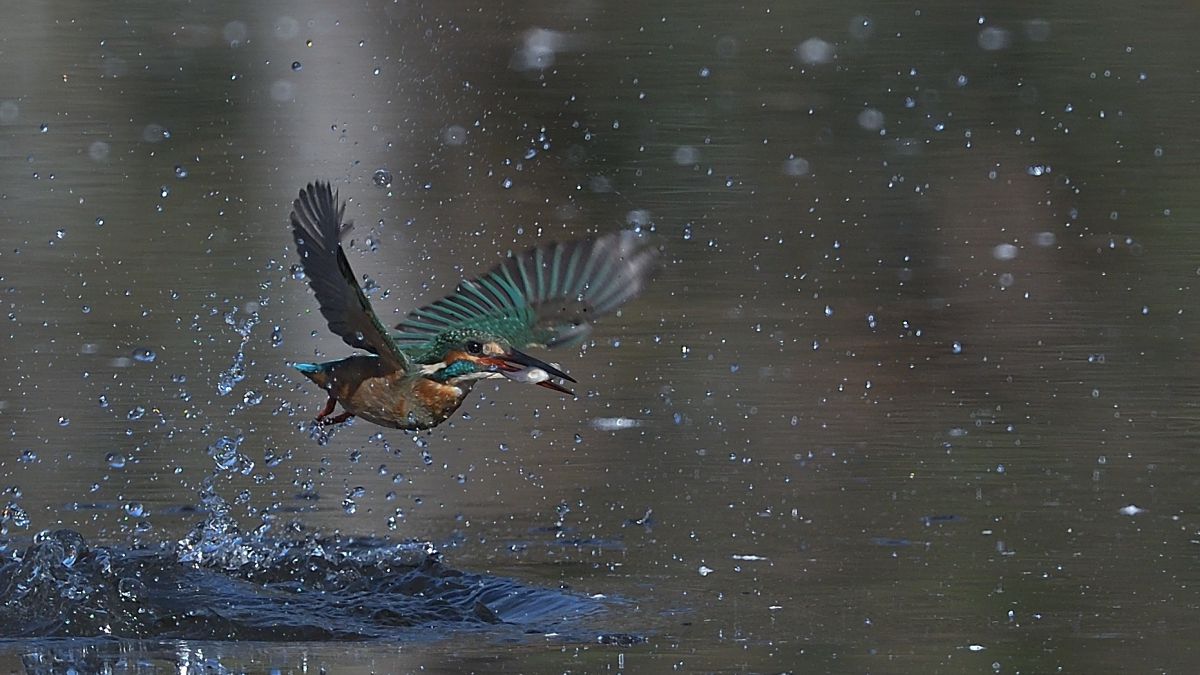 お魚GET(NEW FACE)_26NOV16 | GANREF