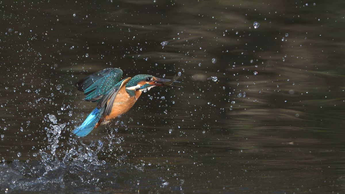 お魚GET_04NOV17 | GANREF