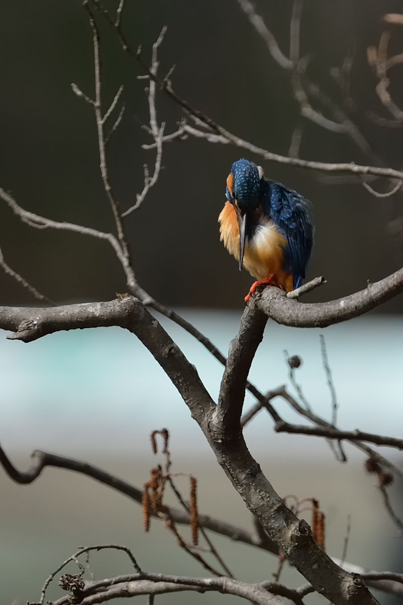 かゆーい_02MAR16 | GANREF