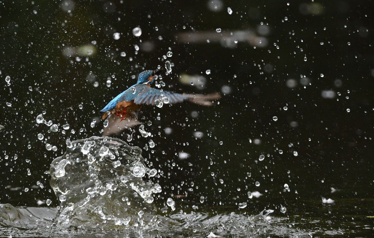 お魚無いけど（多分）_25JUN16 | GANREF