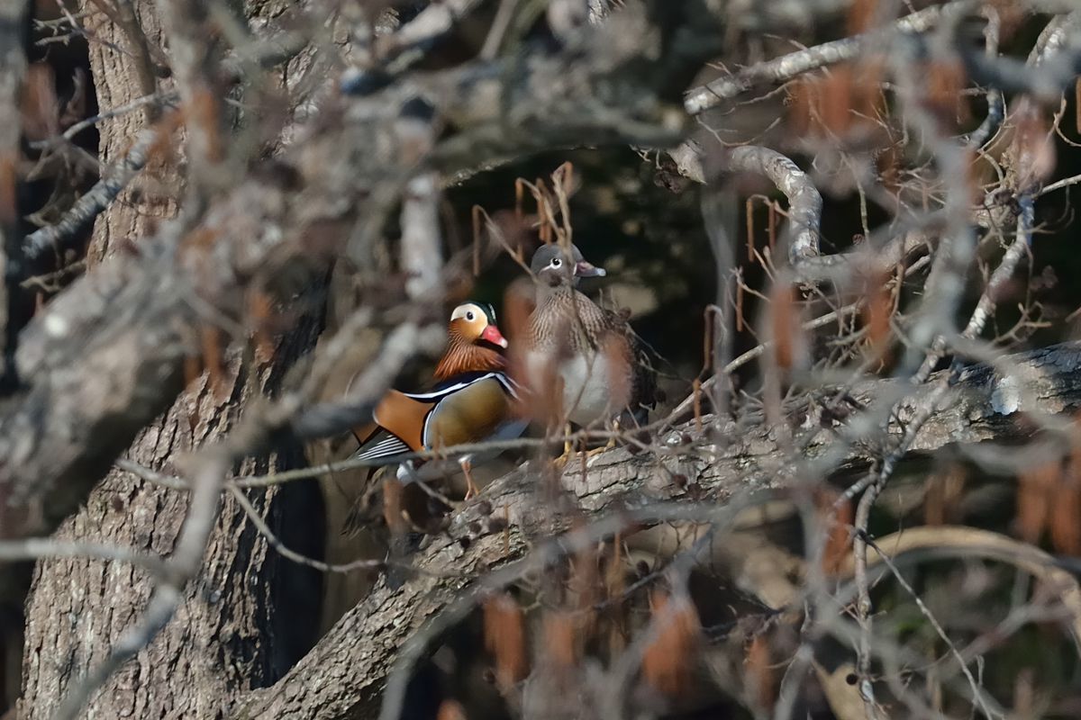 木の上のオシドリ夫婦_27FEB16 | GANREF