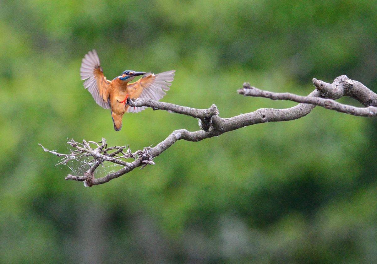 主_登場_05JUN15.JPG | GANREF