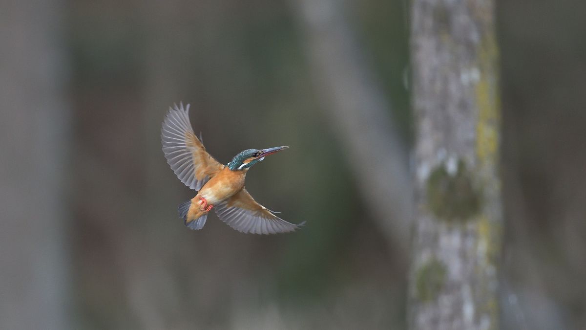 ♀さんのホバリング_29MAR17 | GANREF