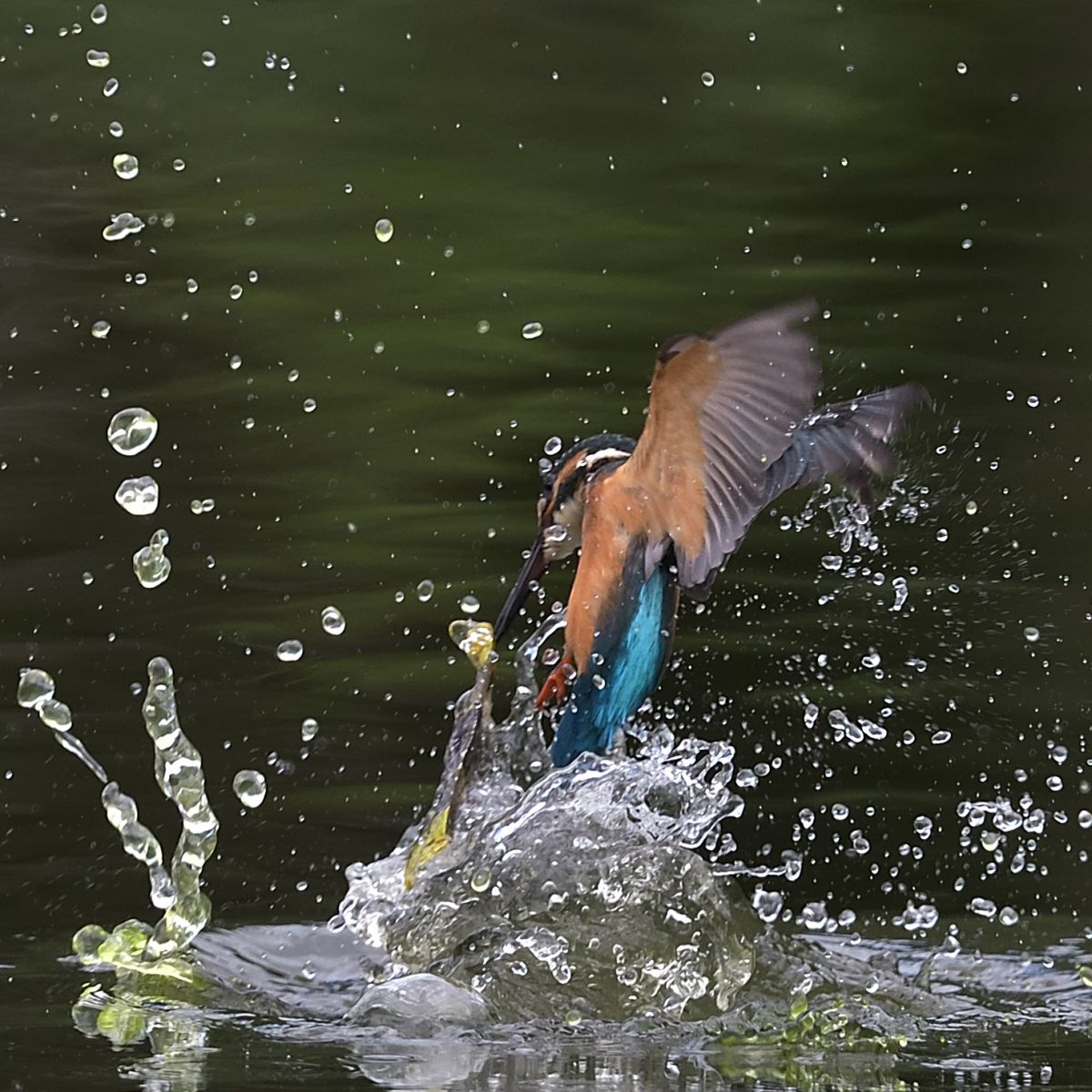 GET_31JUL16 | GANREF