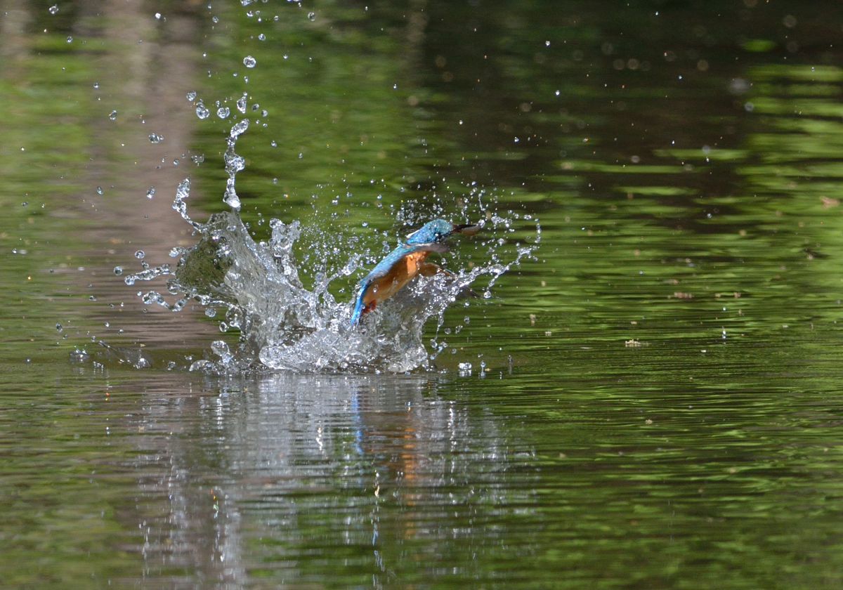 お魚GET_26APR15.JPG | GANREF