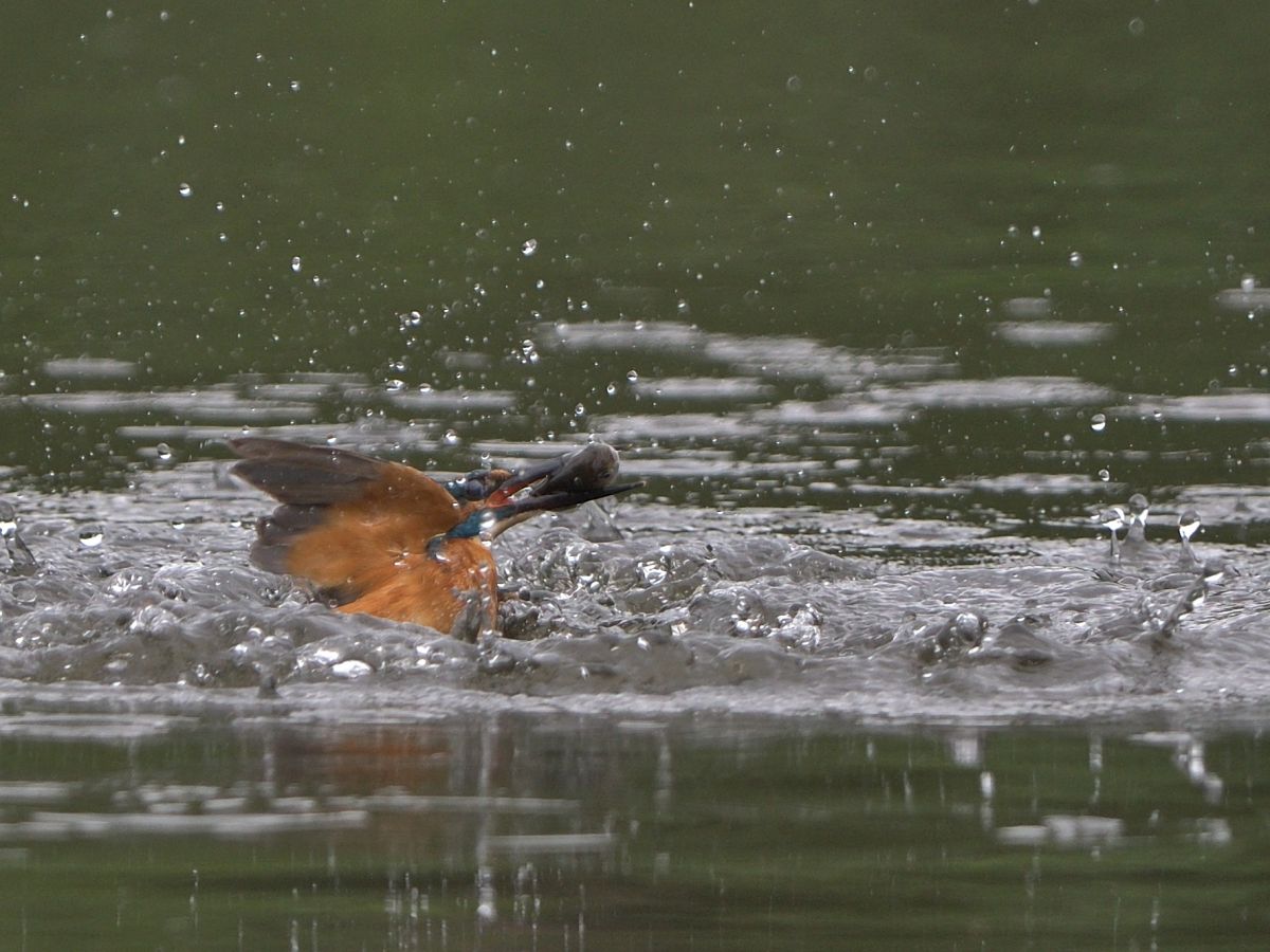 大物GET_20AUG17 | GANREF