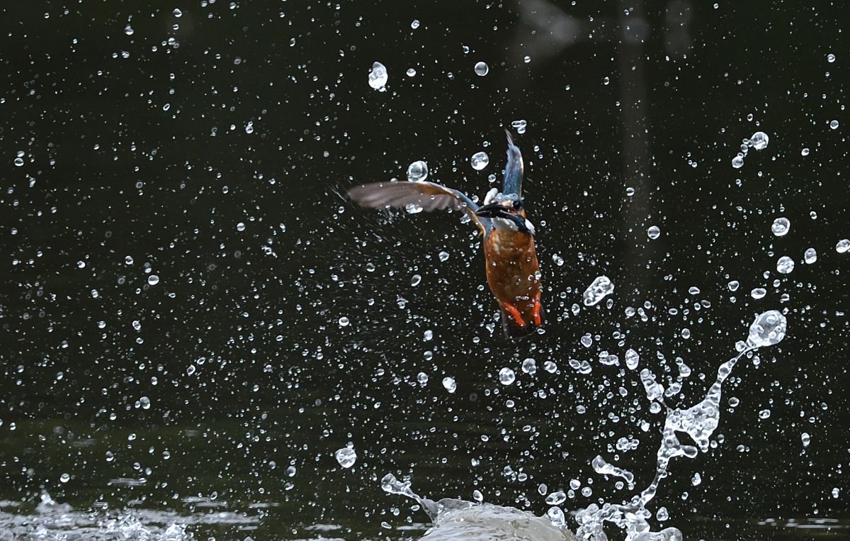 お魚GET_fromお立ち台_19JUN16 | GANREF