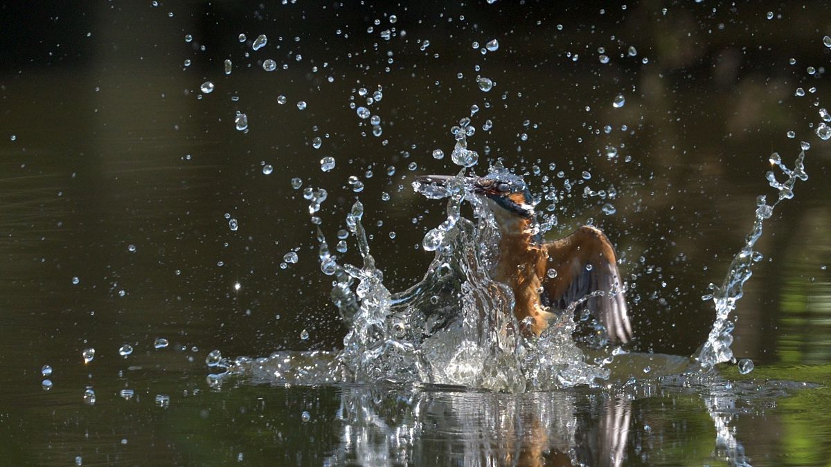 お魚GET_17JUN17 | GANREF