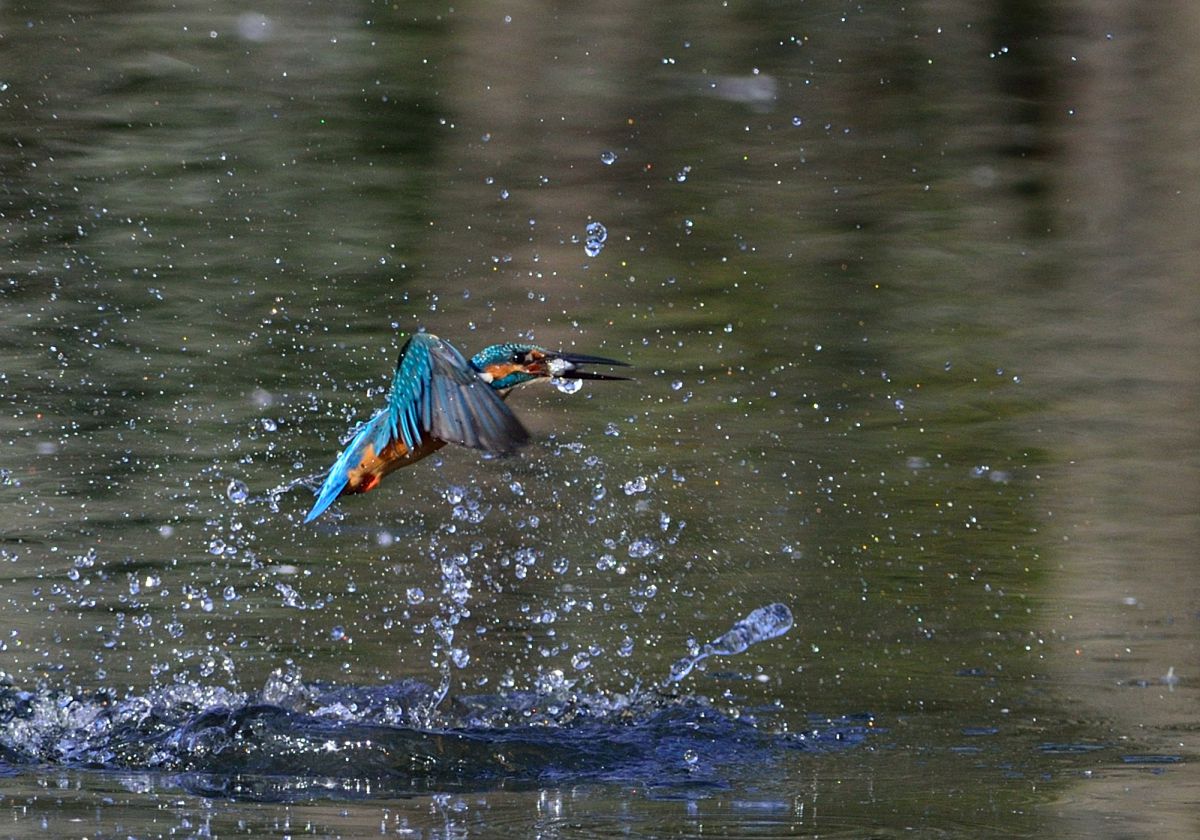 お魚GET_18OCT15 | GANREF