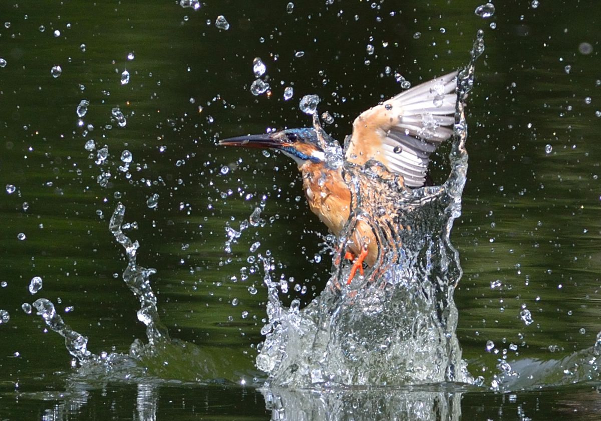 何か？GET | GANREF