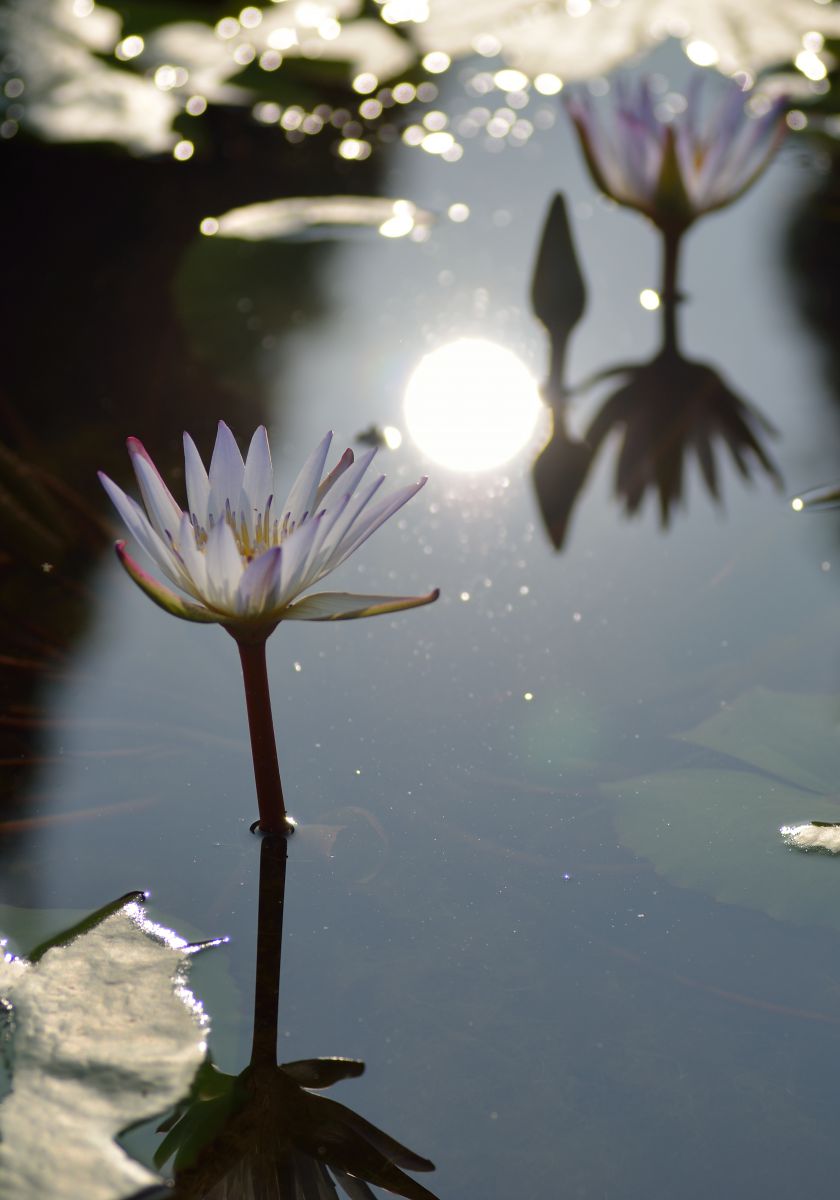 Water lily & Sun (睡蓮） | GANREF
