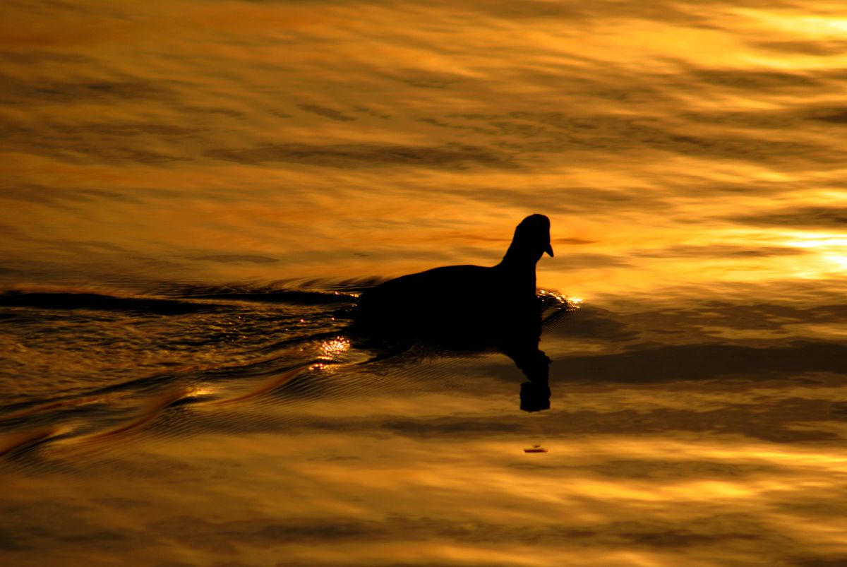 it is graceful.jpg | GANREF