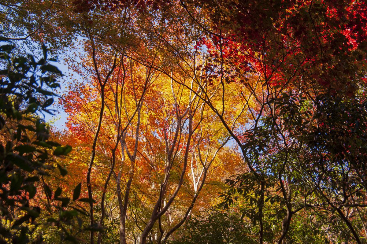 2019-11-23 箕面公園-018.jpg | GANREF