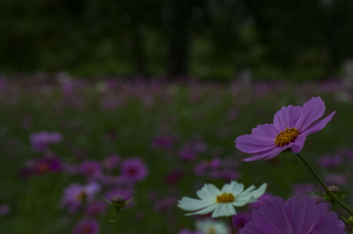 ⑧2019-10-22 武庫川コス-027.jpg | GANREF