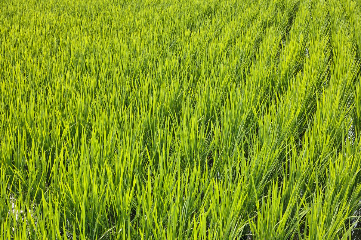 Rice plant | GANREF