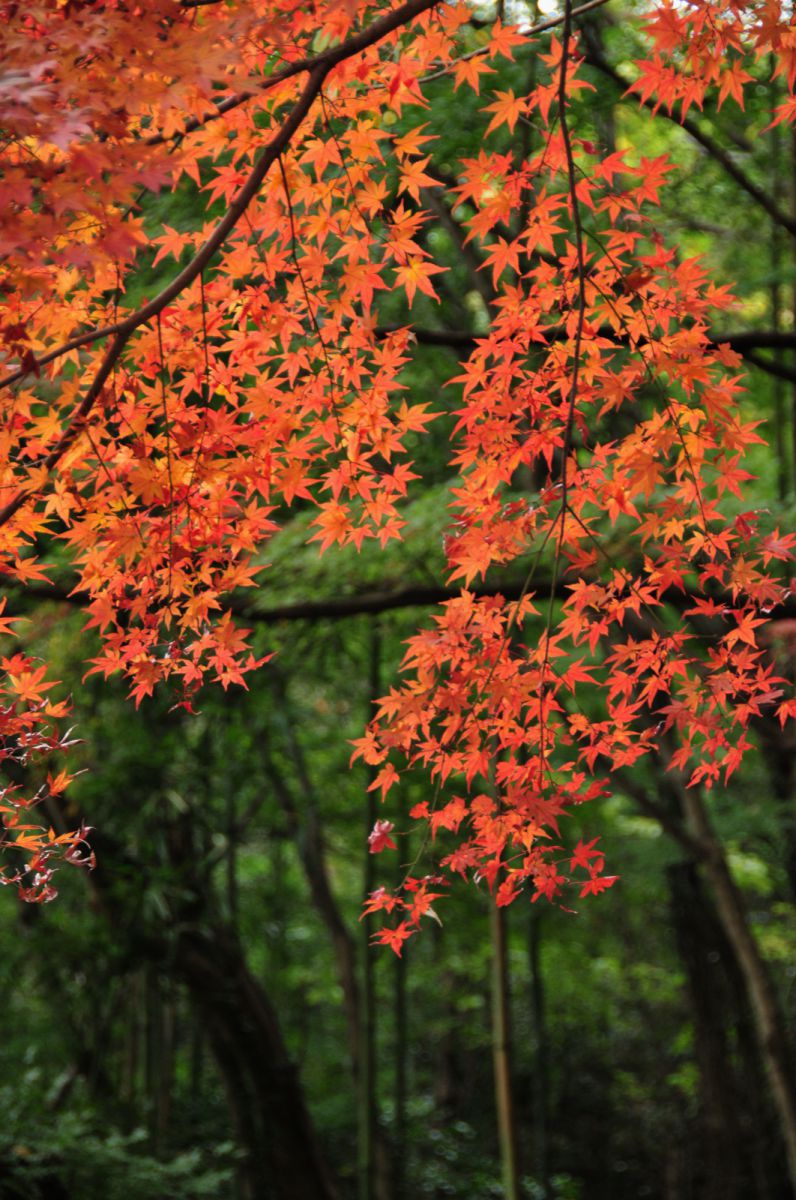 椛に包まれて | GANREF