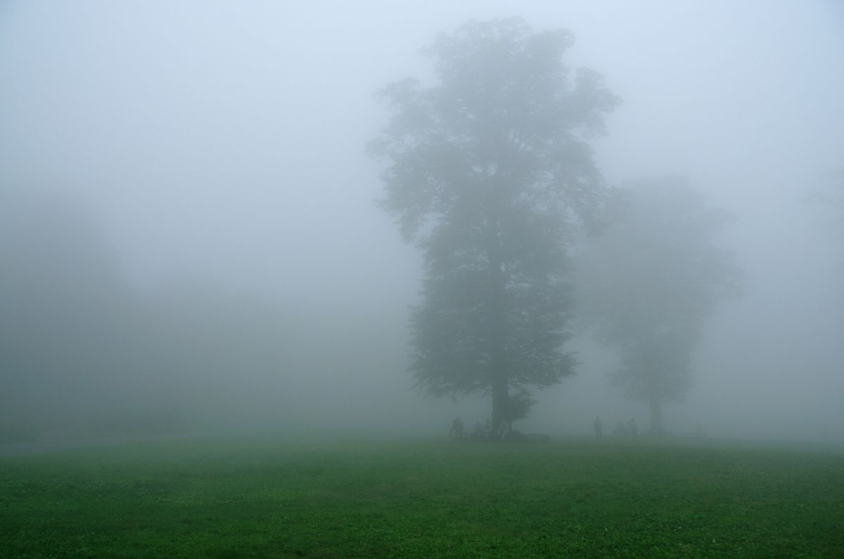 Misty tree | GANREF
