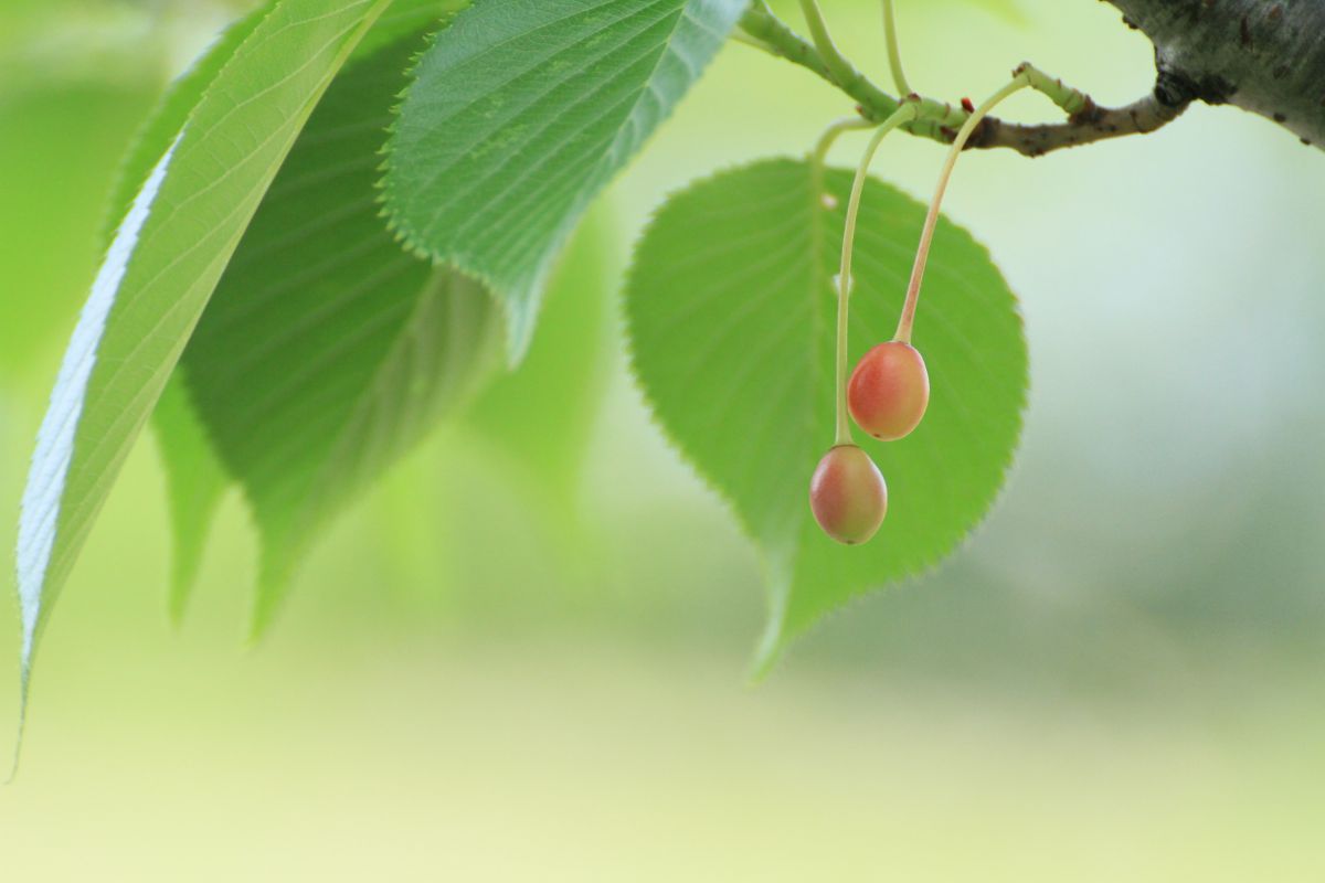 はじらい | GANREF