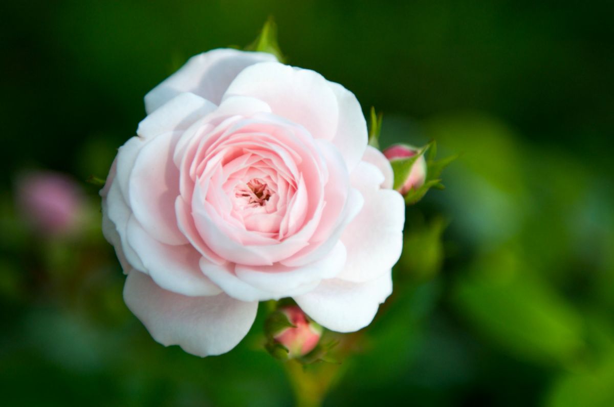 Pink Rose | GANREF