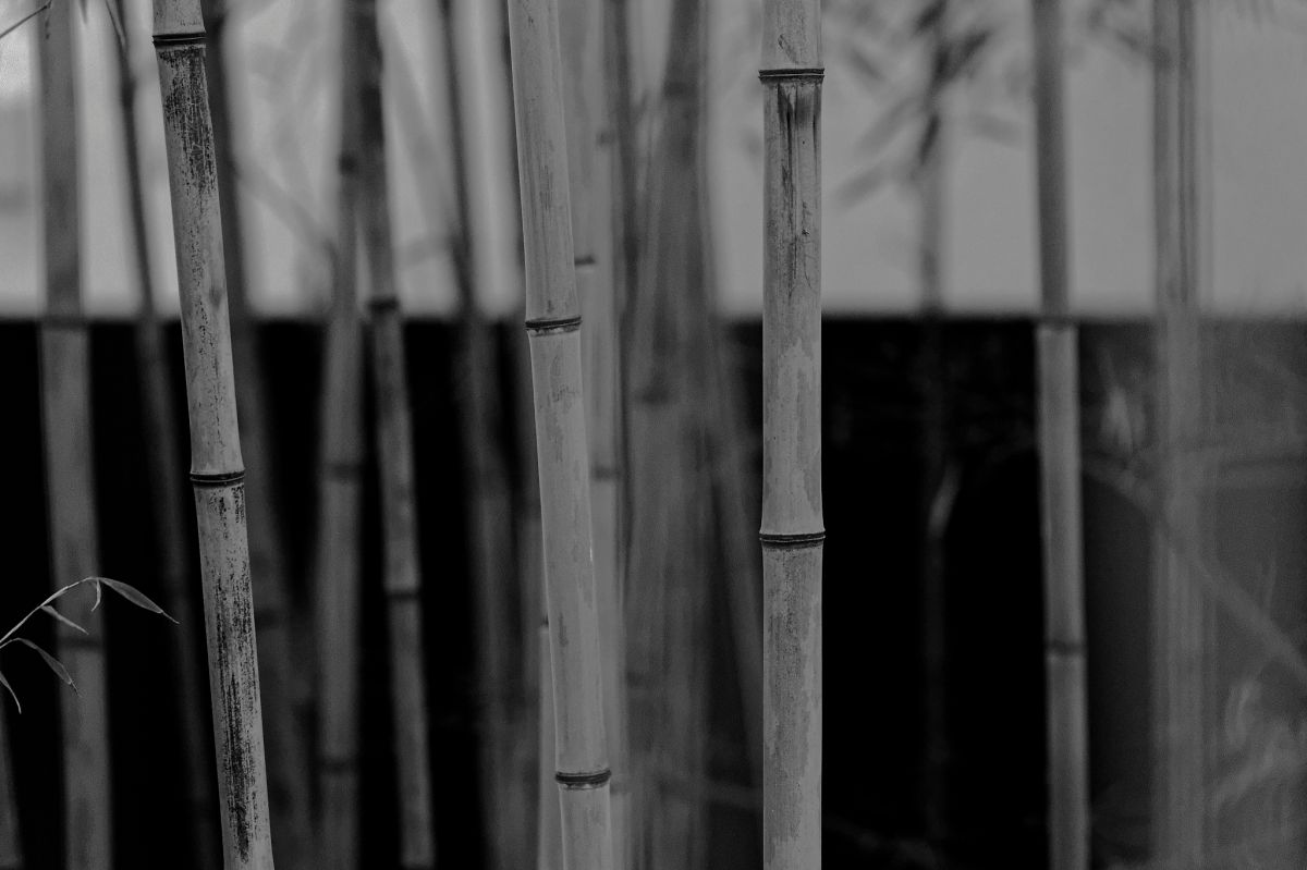 Bamboo | GANREF
