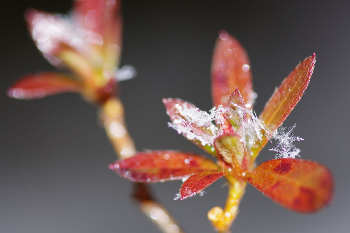 Snow＊Crystal | GANREF