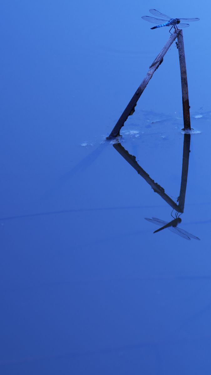 blue triangle | GANREF